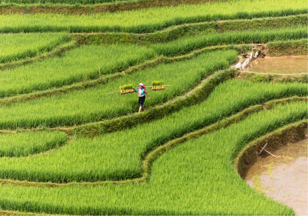 Sektor Pertanian - Sucofindo